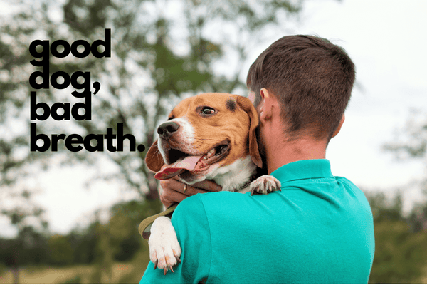 Dog Breath Smells Like Death? Fix Bad Breath Fast | Go Doggie Style ...